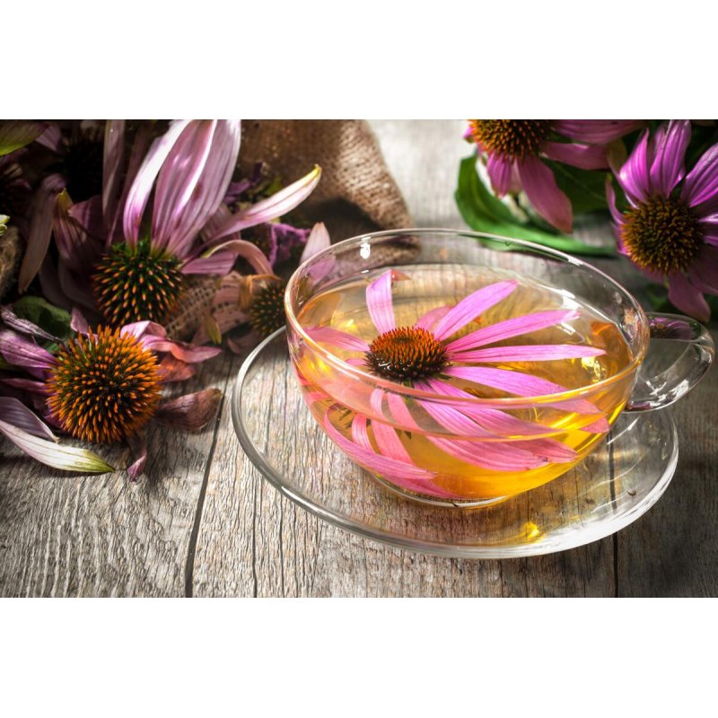 Echinacea purpurea, herbal tea