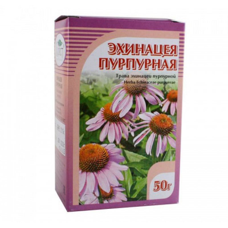 Echinacea purpurea, herbal tea