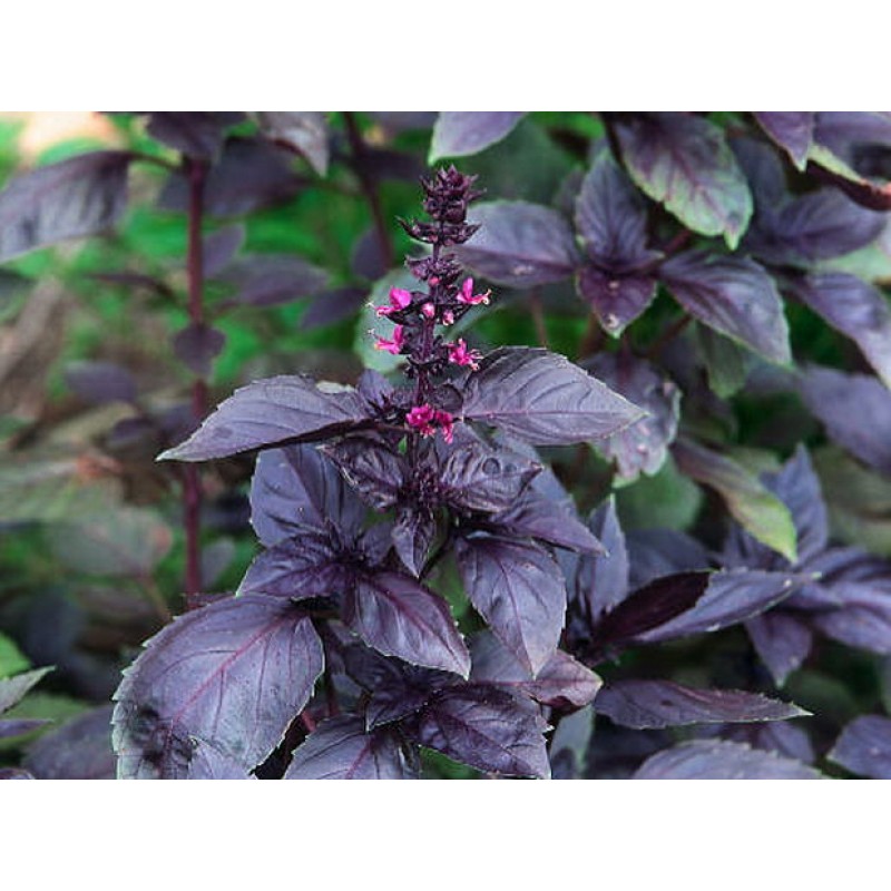 Basil purple seeds. heirloom organic