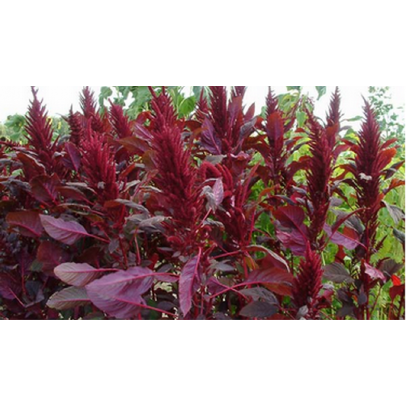Amaranth red giant: heirloom organic seeds