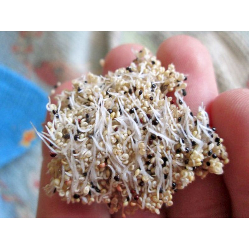 Whole Grain Organic Amaranth Seeds 1 Kg