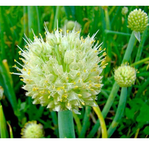 Welsh onion (Allium fistulosum) seeds, heirloom, non-gmo, organic