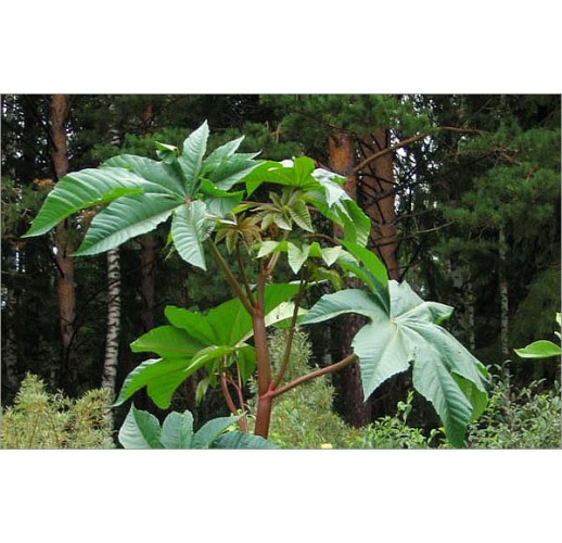 Zanzibar Castorbean, heirloom, non-gmo, organic