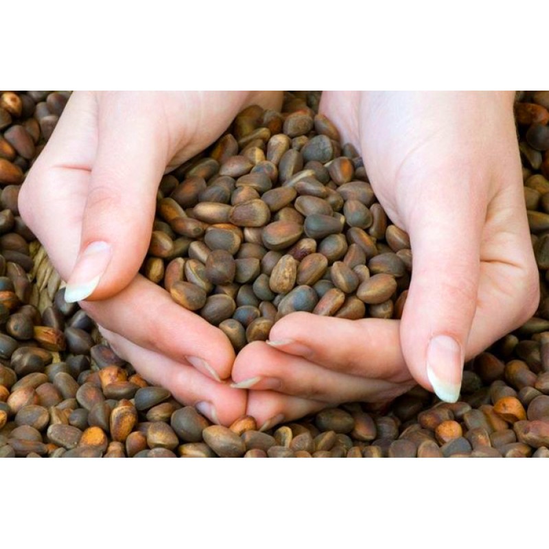 Cedar nuts in shell, 500 g, raw superfood