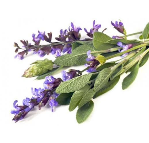 Common sage