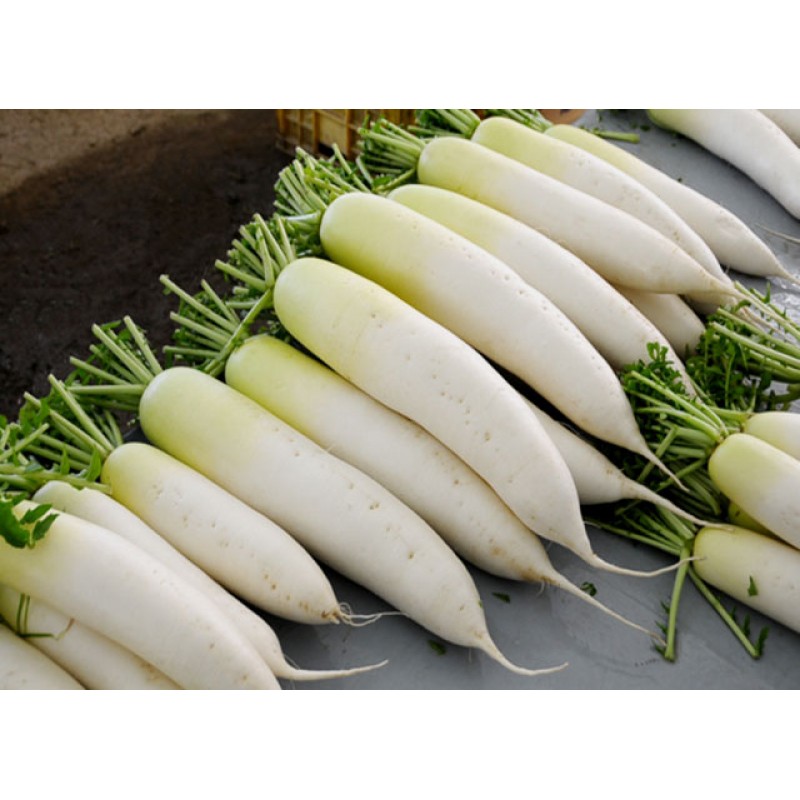 White daikon seeds, heirloom, non-gmo, organic