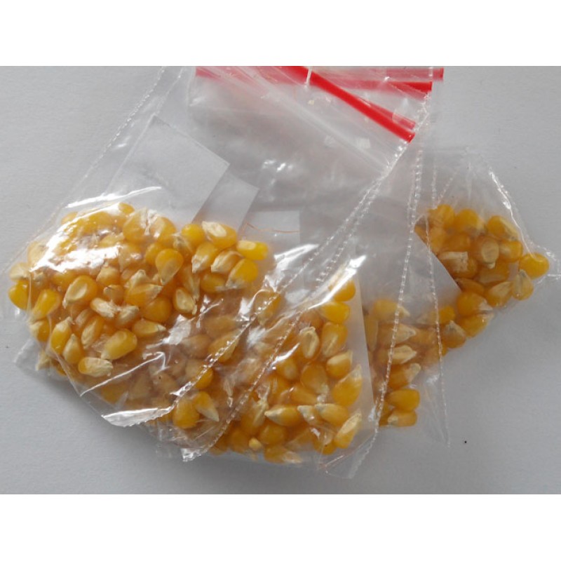 Corn dwarf yellow, heirloom, non-gmo, organic
