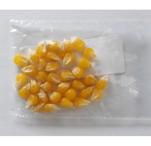 Corn dwarf yellow, heirloom, non-gmo, organic