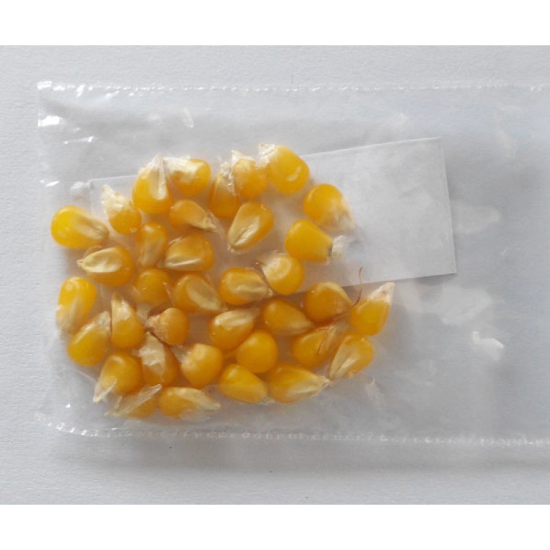 Corn dwarf yellow, heirloom, non-gmo, organic