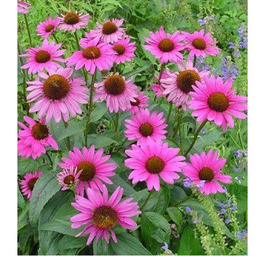 Echinacea purpurea