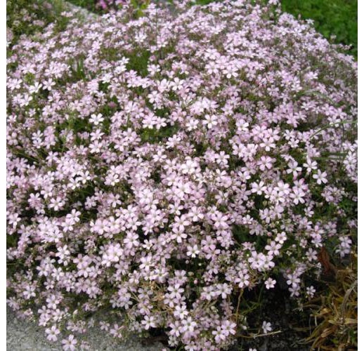 Gypsophila pink flower seeds, natural, organic
