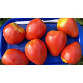 Russian heirloom seeds!