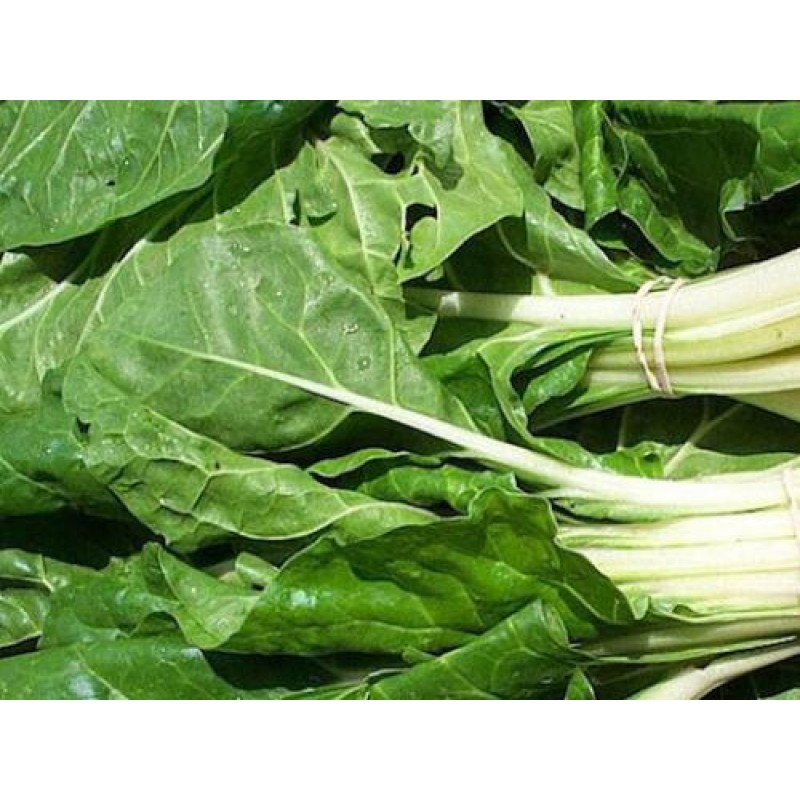 Mangold green seeds, heirloom, non-gmo, organic