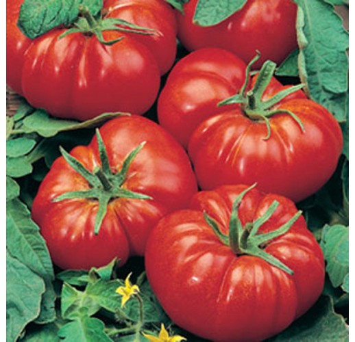 Heirloom organic seeds of Tomato marmande