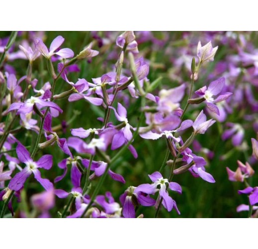 Mattioli (night violet) flower seeds, natural, organic