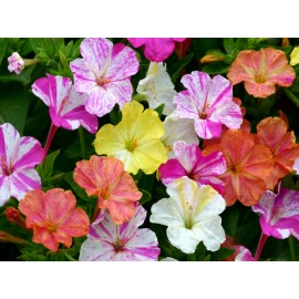 How to grow from seeds and seedlings