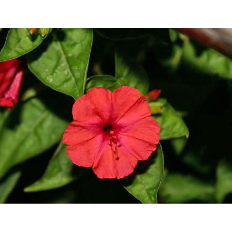 Mirabilis red flower seeds, natural, organic