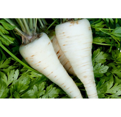 Parsley root seeds, heirloom, non-gmo, organic
