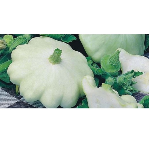 Squash (patisson) white seeds, heirloom, non-gmo, organic