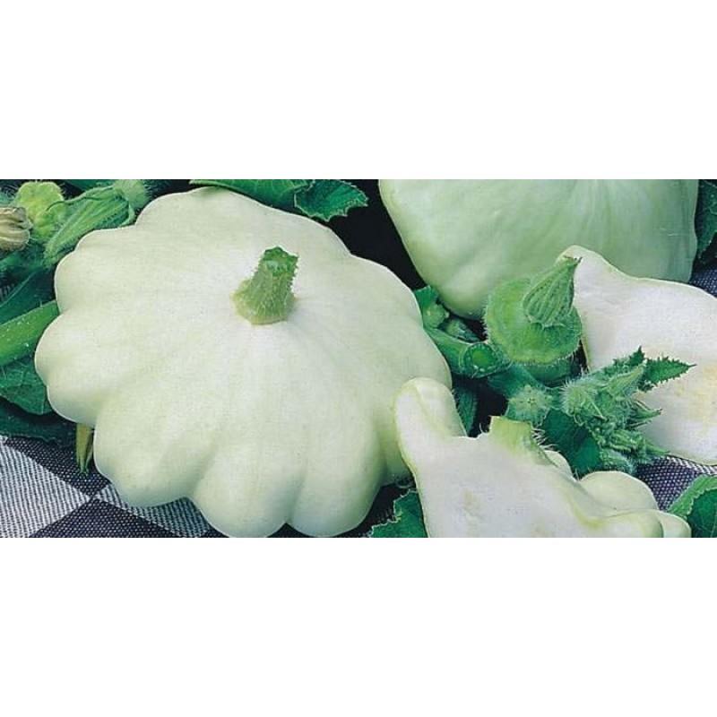 Squash (patisson) white seeds, heirloom, non-gmo, organic