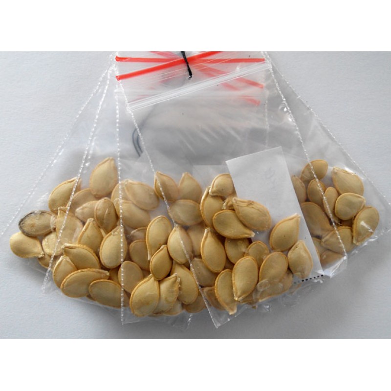 Squash (patisson) white seeds, heirloom, non-gmo, organic