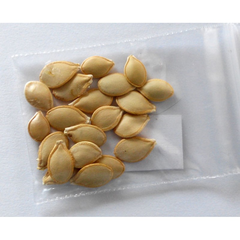 Squash (patisson) white seeds, heirloom, non-gmo, organic
