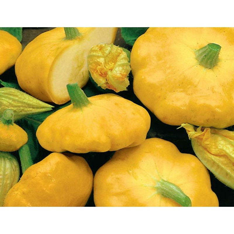 Squash (patisson) yellow seeds, heirloom, non-gmo, organic