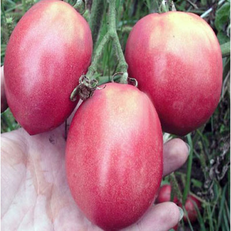 Heirloom organic seeds of Tomato "Pink Flamingo"