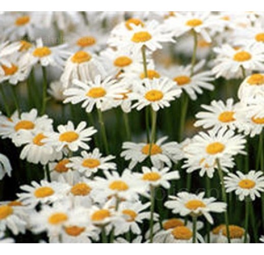 Dalmatian pyrethrum