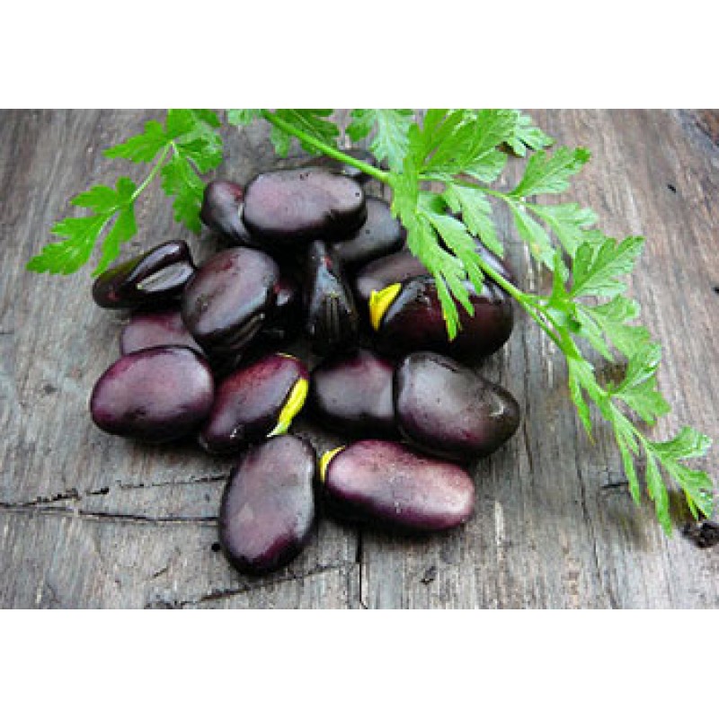 Black beans "Russian" seeds, heirloom organics