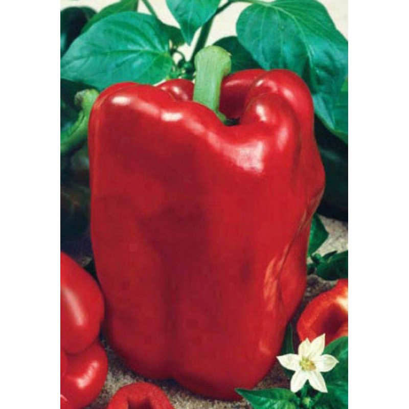 Heirloom organic seeds of Sweet peper Bogatyr